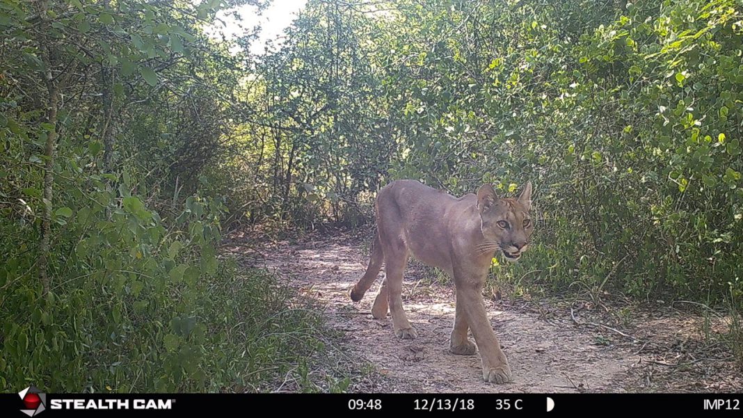 El Puma: otro animal emblemático para el Chaco, sobreviviente por ...